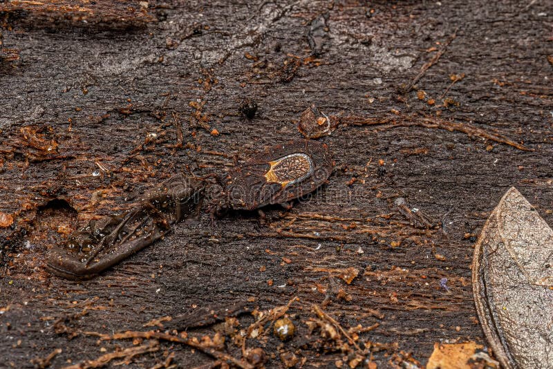 Family Aradidae Stock Photos - Free & Royalty-Free Stock Photos from ...