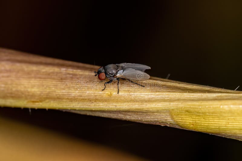 Adult Freeloader Fly stock photo. Image of insecta, cyclorrhapha - 255476906