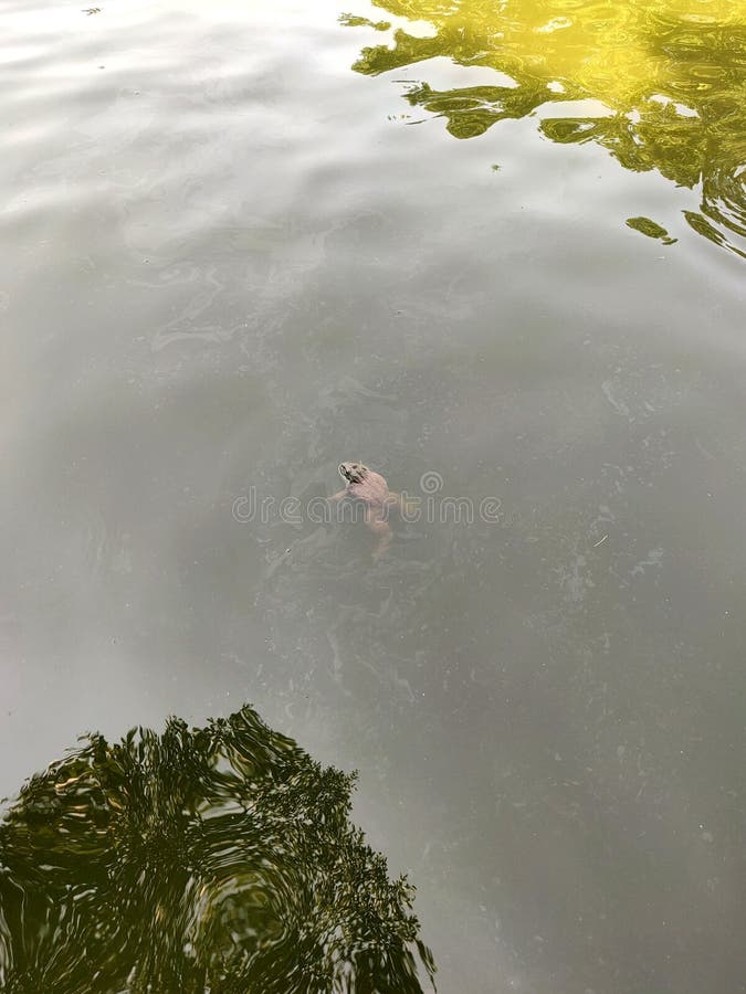 An adult frog is floating stock image. Image of front - 374921005