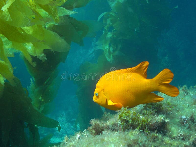 Garibaldi stock photo. Image of catalina, marine, damselfish - 10866506