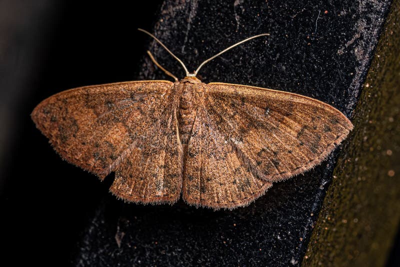 Adult Geometer Moth stock image. Image of detail, arthropoda - 263479951