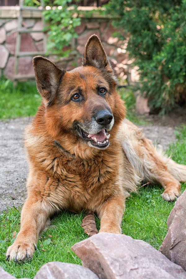 Adult German shepherd stock photo. Image of nose, command - 40355154