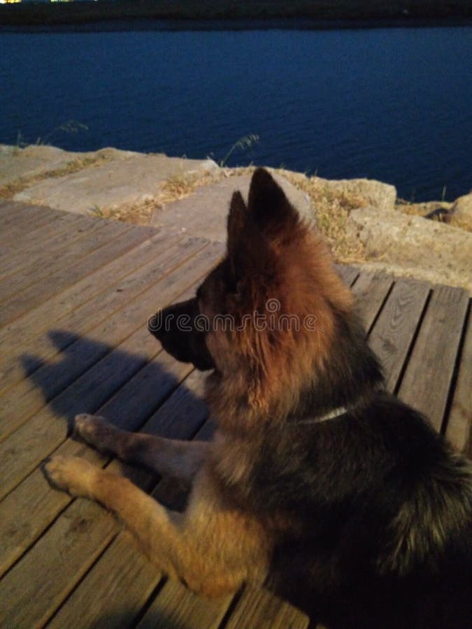 German shepperd stock photo. Image of animals, dogs - 100274346