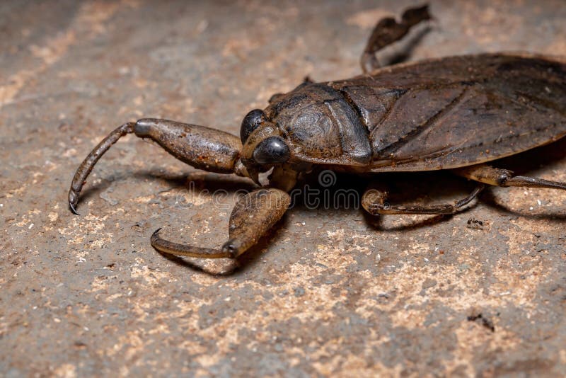 Adult Giant Water Bug stock photo. Image of animal, belostomatidae ...