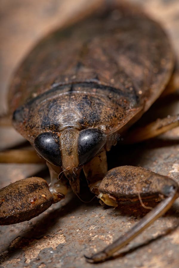 Adult Giant Water Bug stock image. Image of invertebrate - 206613567
