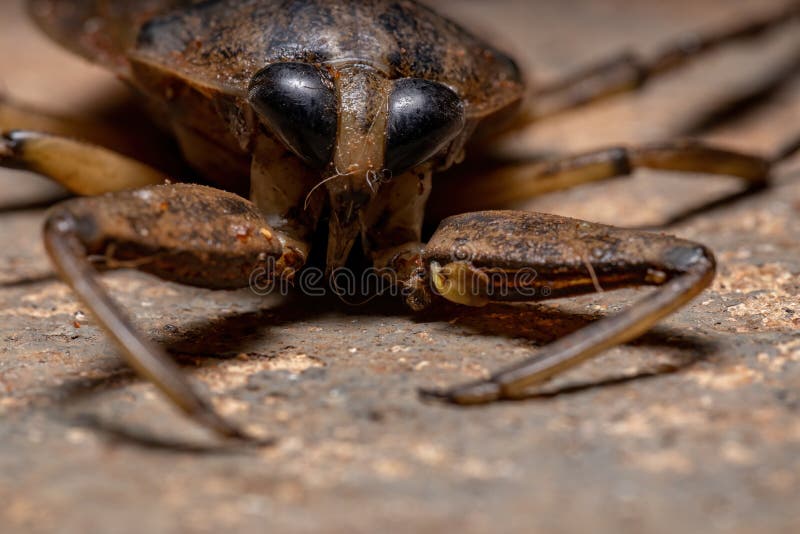 Adult Giant Water Bug stock photo. Image of macro, animal - 206613608