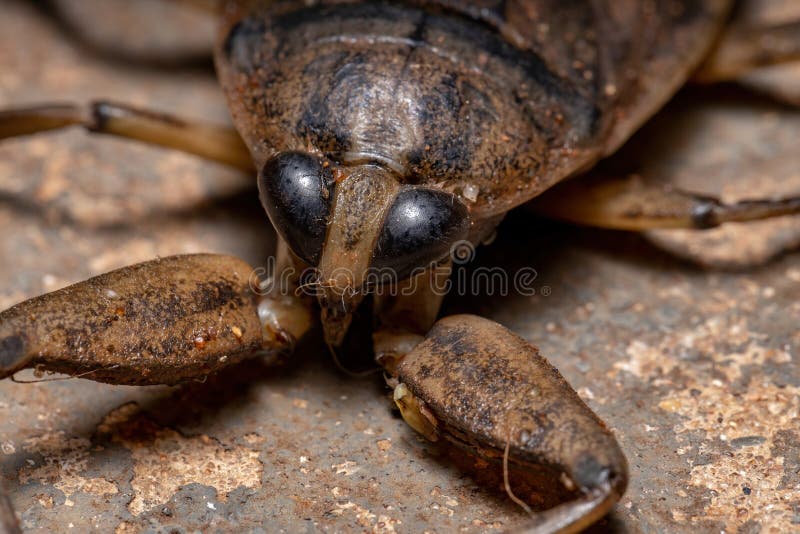 Adult Giant Water Bug stock photo. Image of belostomatinae - 263479852