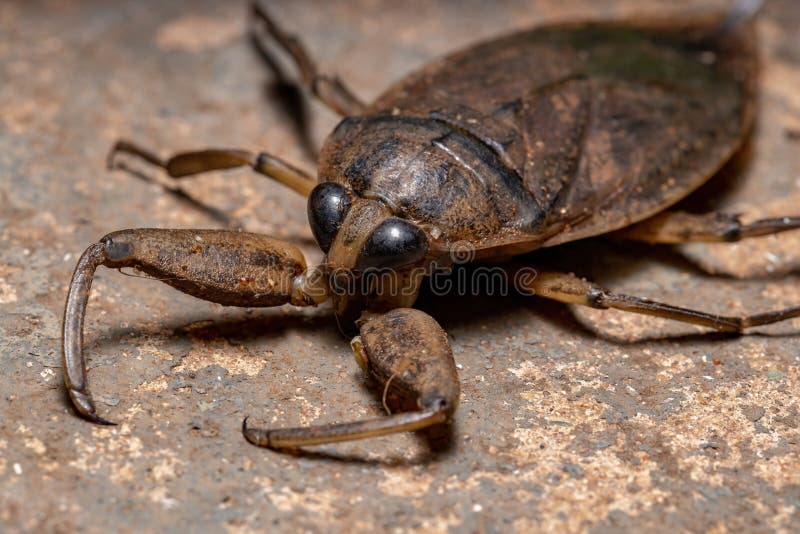 Adult Giant Water Bug stock photo. Image of belostomatidae - 206613638