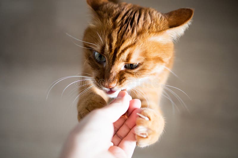 Adult Ginger Cat Gnawing Snack from Hands Stock Photo - Image of head ...