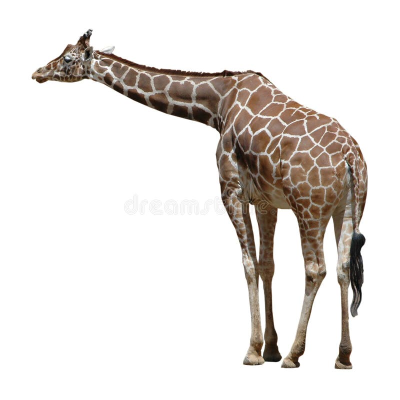 Giraffe Side View stock image. Image of tall, horns, giraffe - 706481