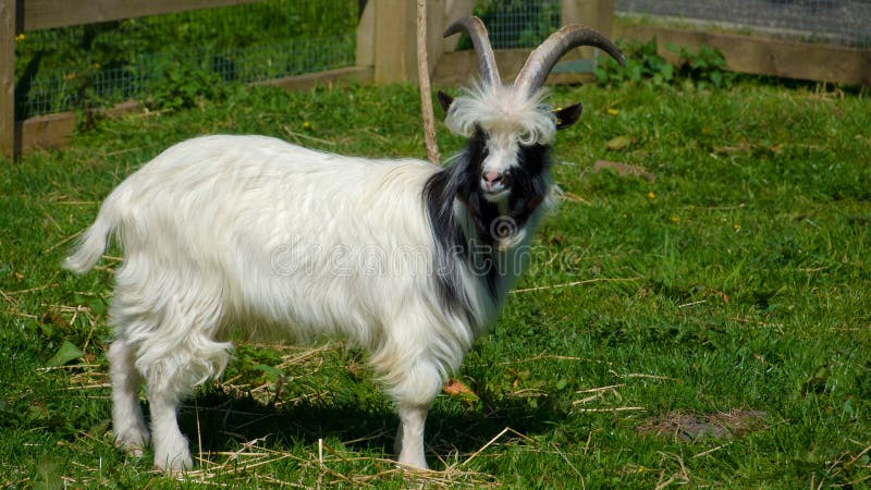 Adult Goat in with Big Horns Looks at You and Ask for Some Meal Stock ...