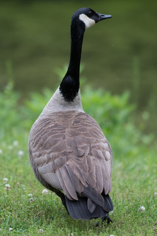 Back goose stock photo. Image of beak, grass, image, bird - 67553694
