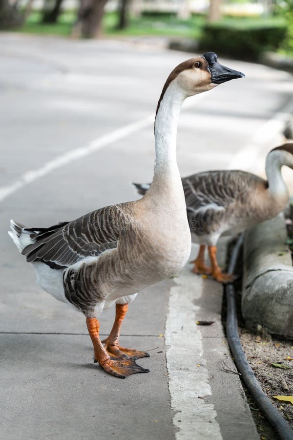 Adult Goose in the farm stock photo. Image of beak, feather - 156846184