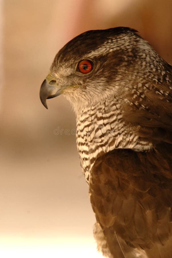Adult goshawk stock image. Image of close, sierra, views - 161895325