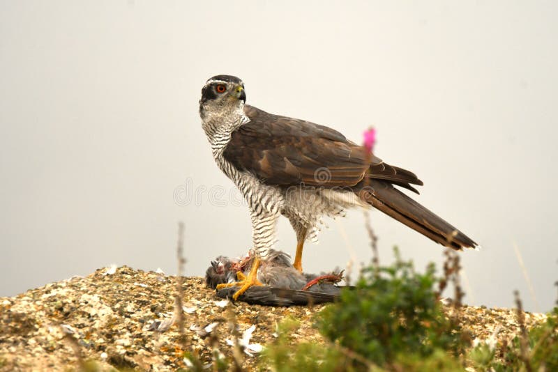 Adult Goshawk with Its Prey in Its Hunting Territory Stock Image ...