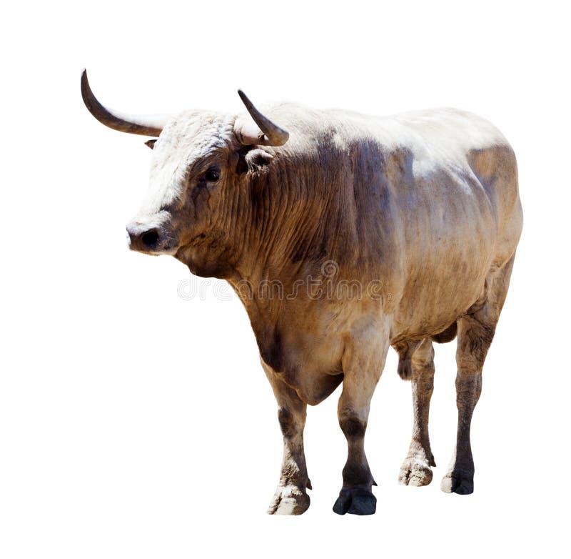 Gray Pit Bull Dog Laying stock photo. Image of breed - 48239478