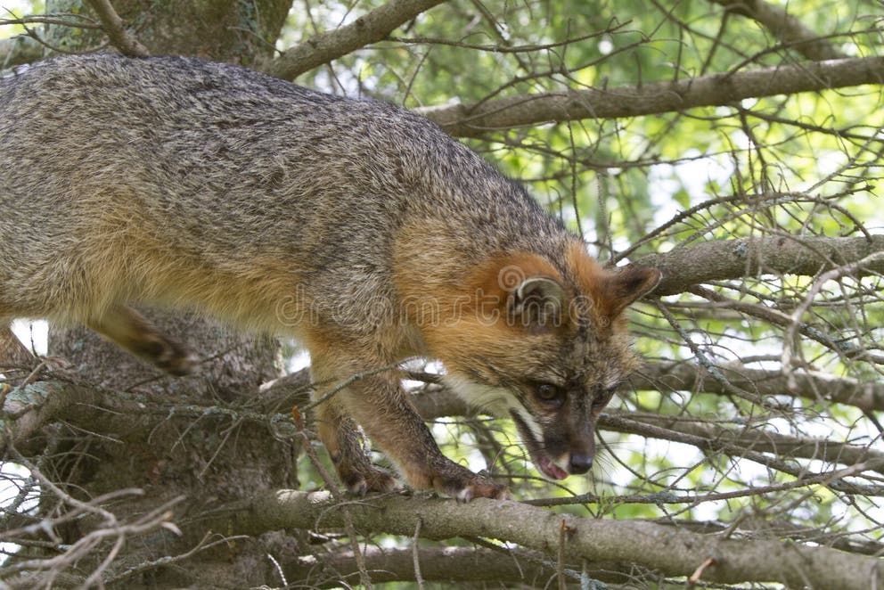 Adult Gray Fox in a Tree stock photo. Image of stealthy - 108603790
