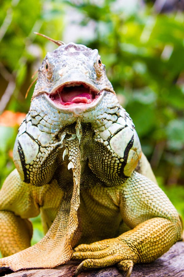 Smiling Green Iguana stock image. Image of colorful, wildlife - 41742549