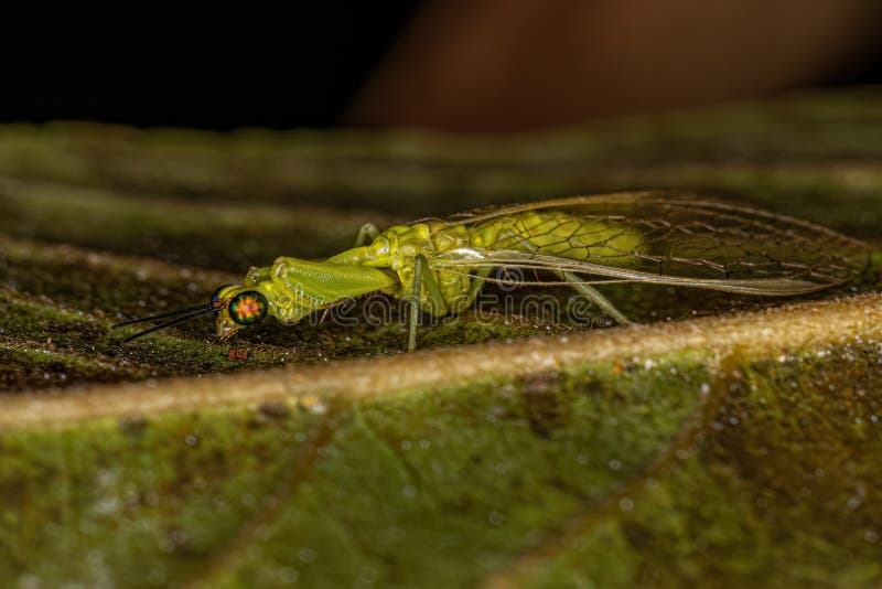 Adult Green Mantidfly stock photo. Image of neuroptera - 255481466