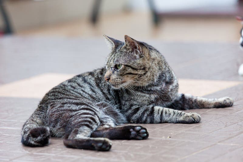 Adult Grey Tabby Cat Outside Stock Image - Image of street, stray ...