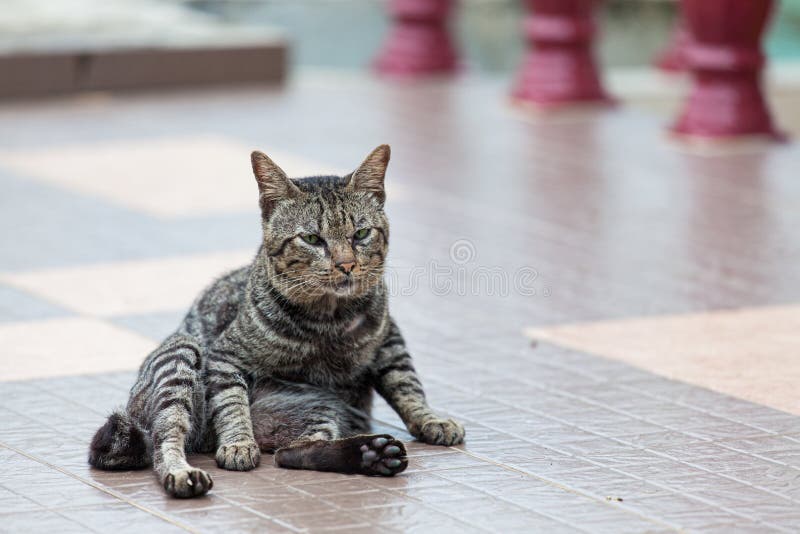 Adult Grey Tabby Cat Outside Stock Image - Image of rescue, outdoor ...
