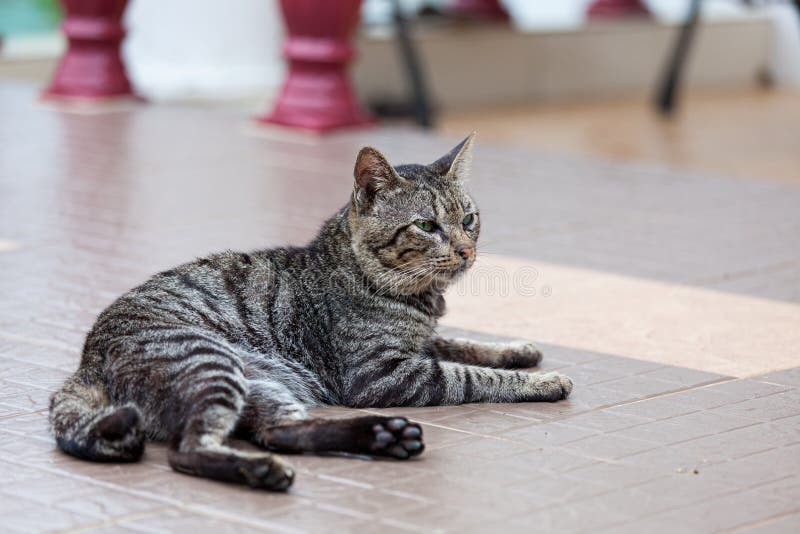 Adult Grey Tabby Cat Outside Stock Photo - Image of looking, gray ...