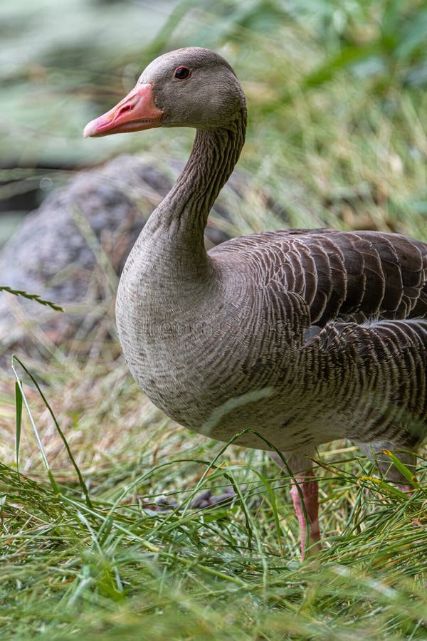Adult Greylag Goose stock image. Image of duckling, female - 227228567