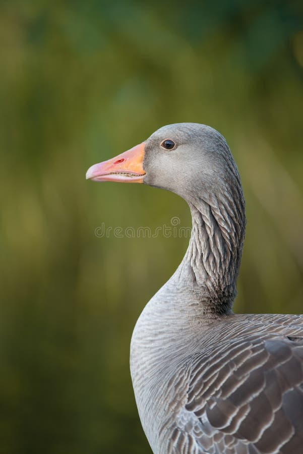 An adult greylag goose stock image. Image of lawn, portrait - 62343877