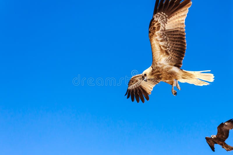 Adult hawk stock photo. Image of buteo, closeup, bird - 44582538