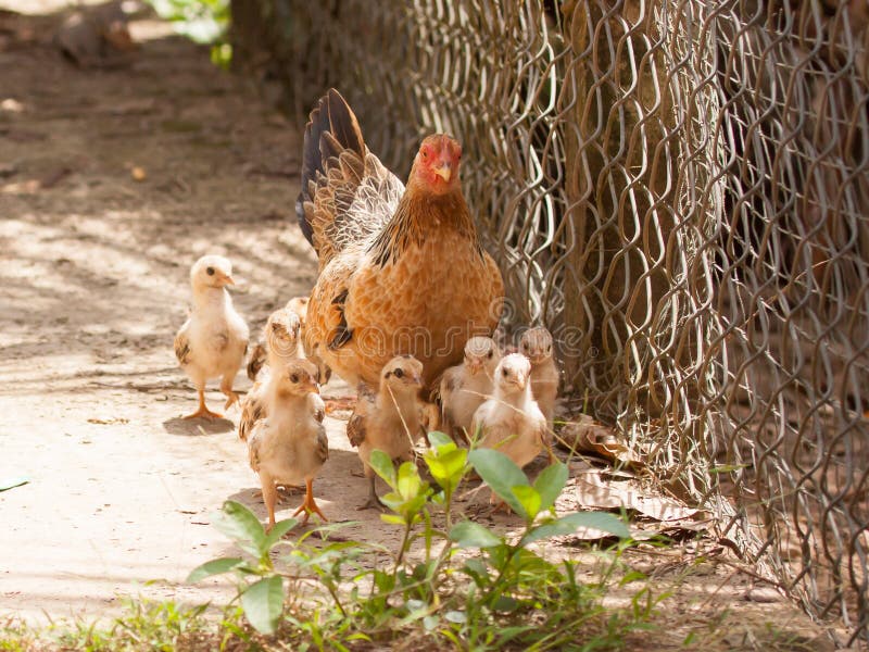 Adult Hen and Her Newly Hatched Chickens Stock Photo - Image of path ...