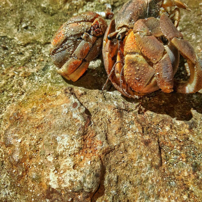 An Adult Hermit Crab Walks without a Shell after Molting. Stock Photo ...
