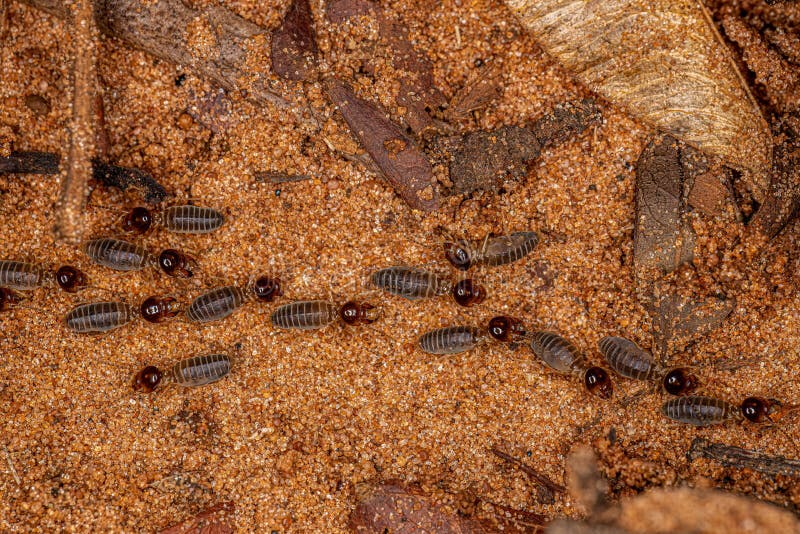 Adult Higher Termites stock image. Image of macro, termitoidae - 263479127