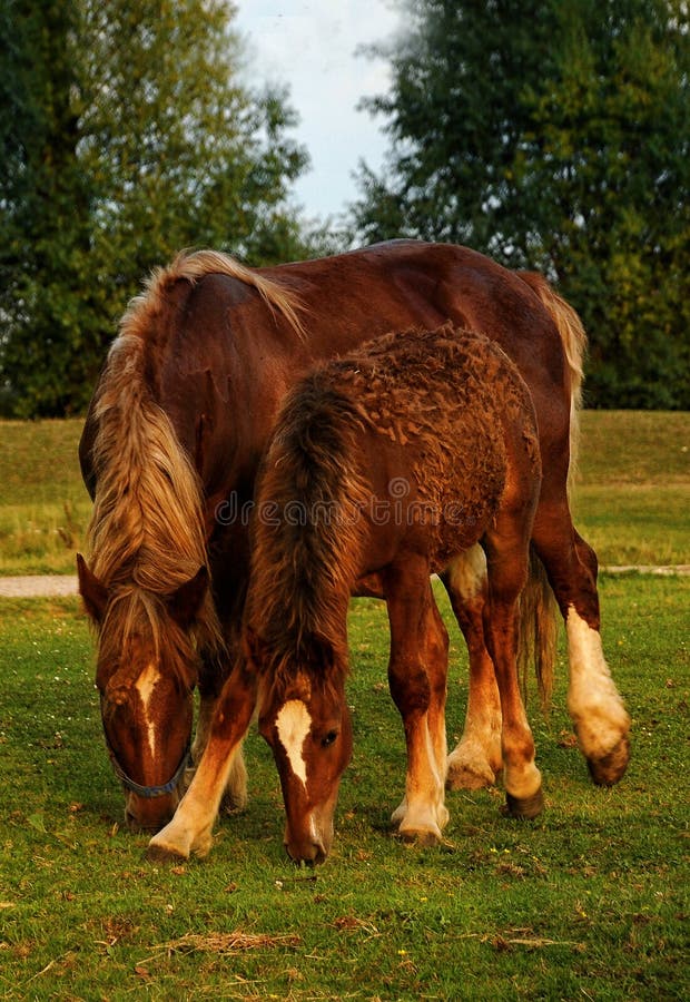 Adult horse and colt stock photo. Image of motion, nature - 60458110