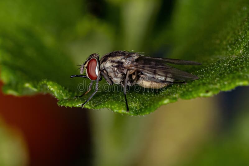 Adult House Fly stock image. Image of animal, nature - 230700975