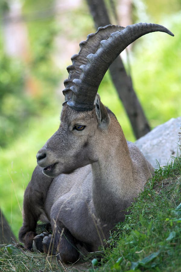 Adult ibex stock photo. Image of national, aosta, ruminant - 32508852