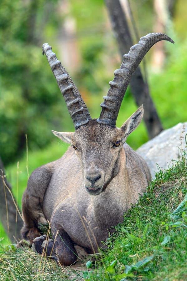 Adult ibex stock photo. Image of goats, alps, horns, valley - 32509002
