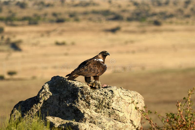 Adult Imperial Eagle Perches on the Rock Stock Image - Image of close ...