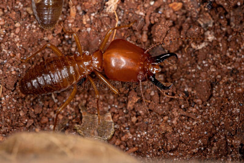 Adult Jawsnouted Termite stock image. Image of detail - 226436815