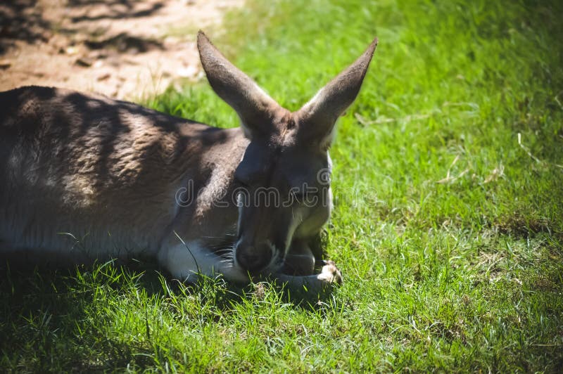 Adult Kangaroo Sleeping in Grassy Field Stock Photo - Image of green ...