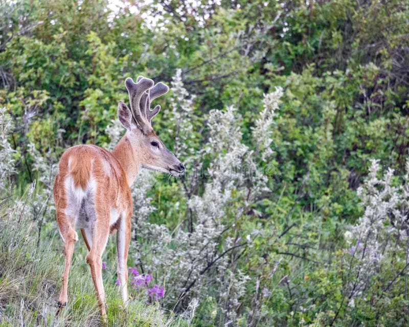 Adult Key Deer Alertly Observe the Environment Stock Photo - Image of ...