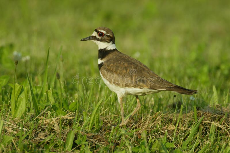 Adult Killdeer on a Green Lawn Stock Image - Image of feed, feather ...