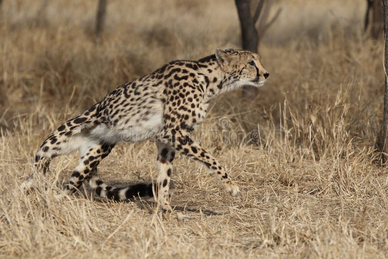 Adult King Cheetah moving stock image. Image of african - 27385779