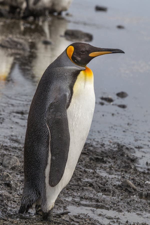 Adult King Penguin profile stock photo. Image of falkland - 40398410