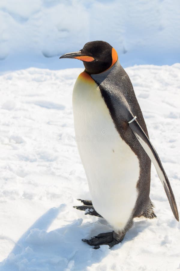 Adult King Penguin Standing Still Stock Image - Image of nature, white ...