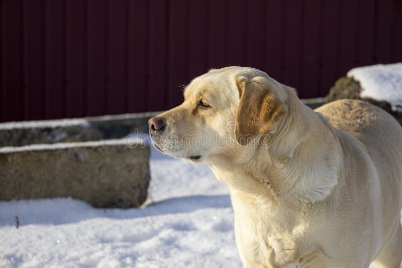 Adult Labrador Dog Looking Ahead Stock Photo - Image of happy, angry ...