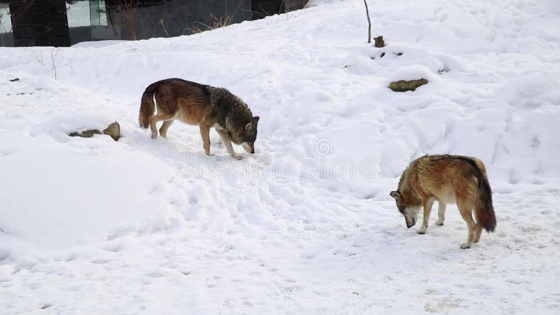 An Adult Large Wolf Marks Its Territory. Stock Footage - Video of ...