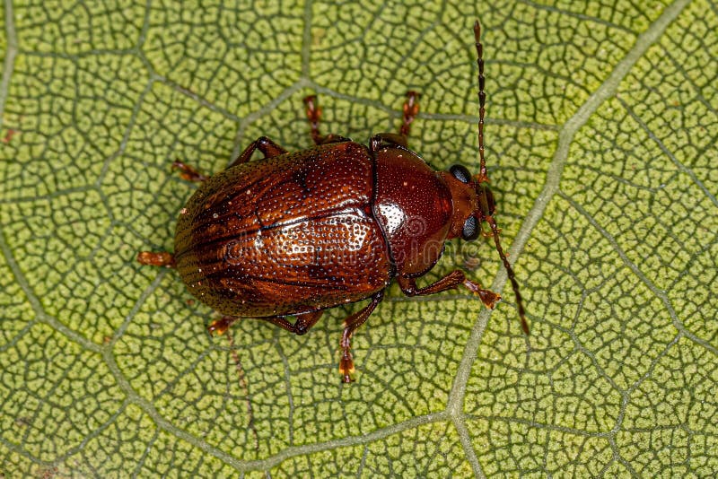 Adult Leaf Beetle stock photo. Image of zoology, arthropod - 263478982