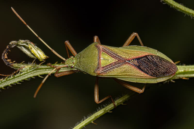 Adult Leaf-footed Bug stock photo. Image of arthropods - 264740768
