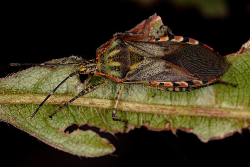 Adult Leaf-footed Bug stock photo. Image of arthropods - 242014344