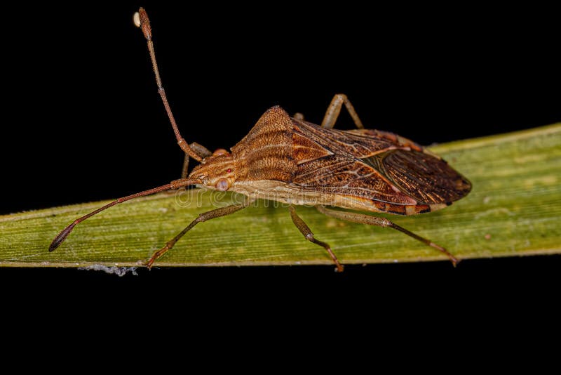 Adult Leaf-footed Bug stock image. Image of insect, arthropod - 263478985